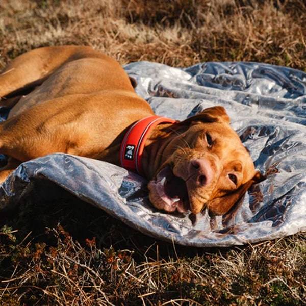 Hundeseng, hundehule og hundemadrass - I Love Dogs.no